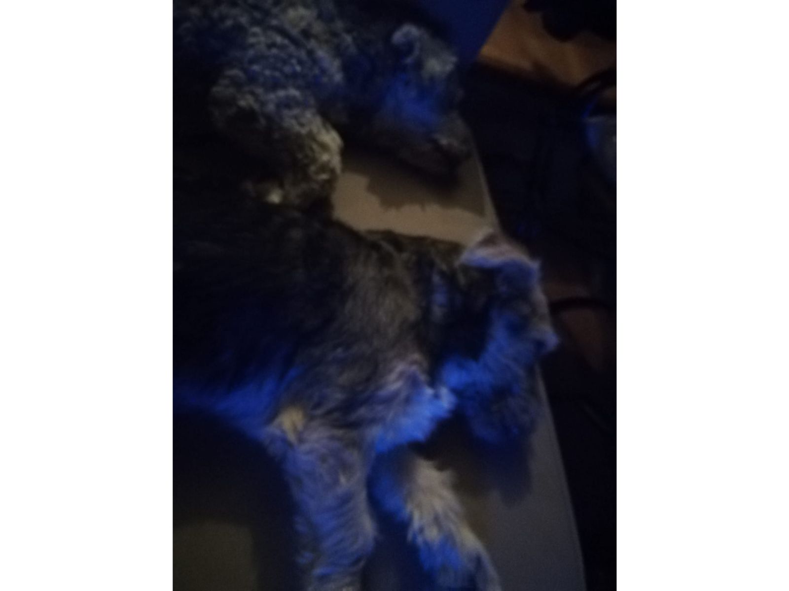 Pasha - Rescuestrays.com