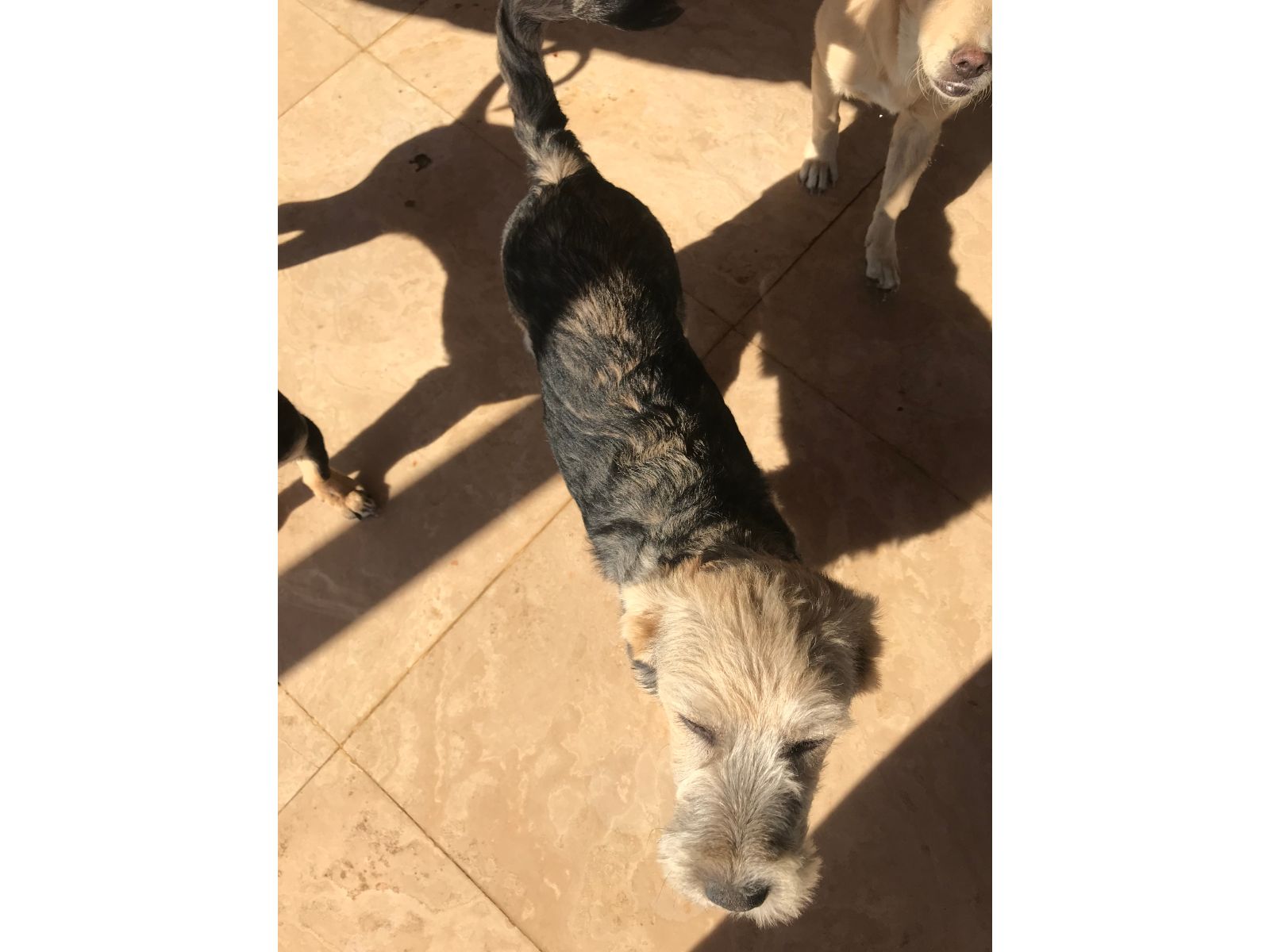 Pasha - Rescuestrays.com