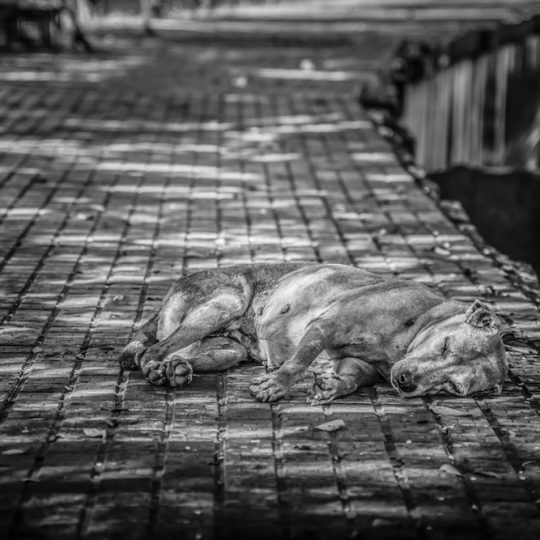 5 Cool Facts About Dogs - Rescuestrays.com